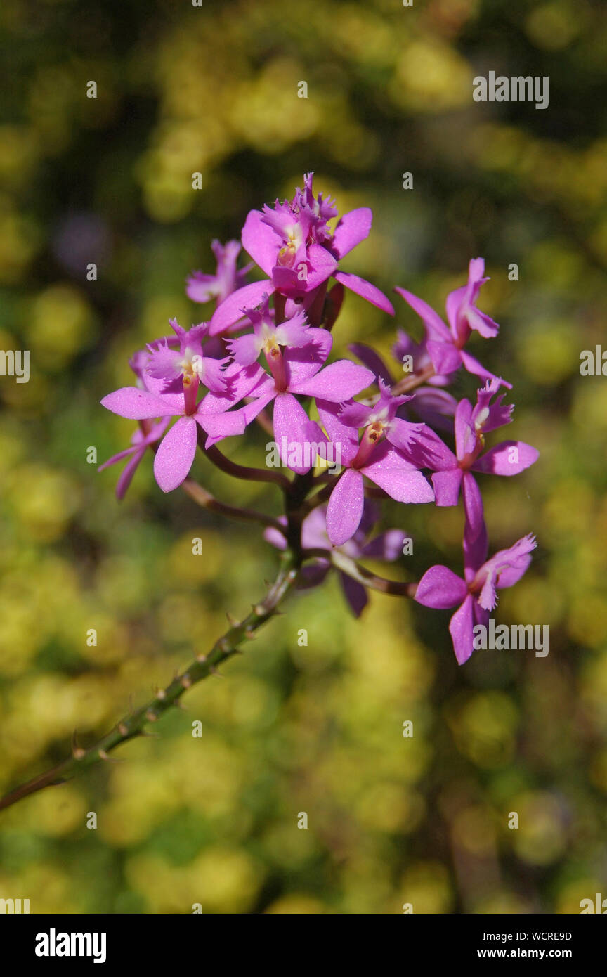 Crucifix flower hi-res stock photography and images - Alamy