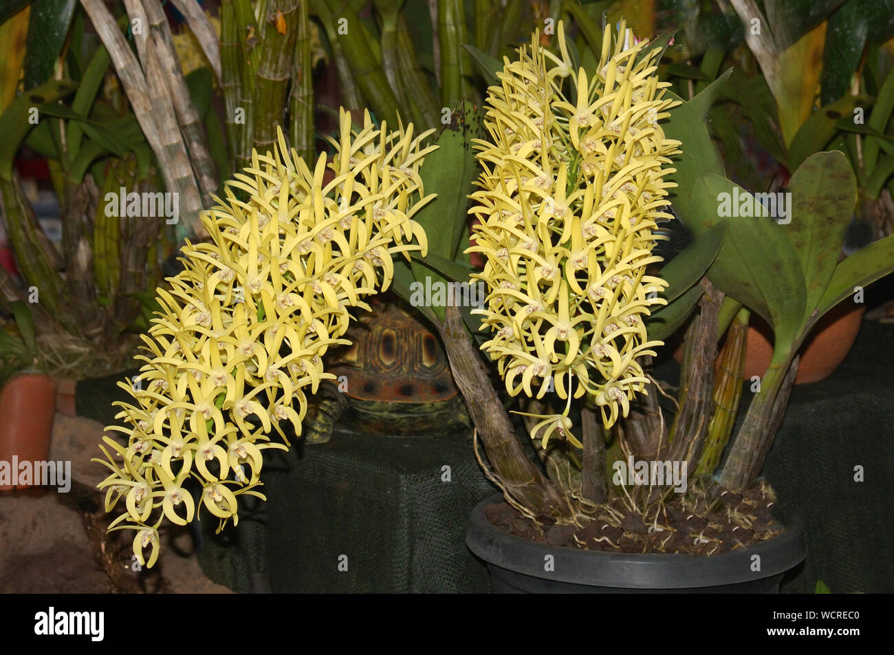 Australian native orchid - Dendrobium specoisum Stock Photo - Alamy