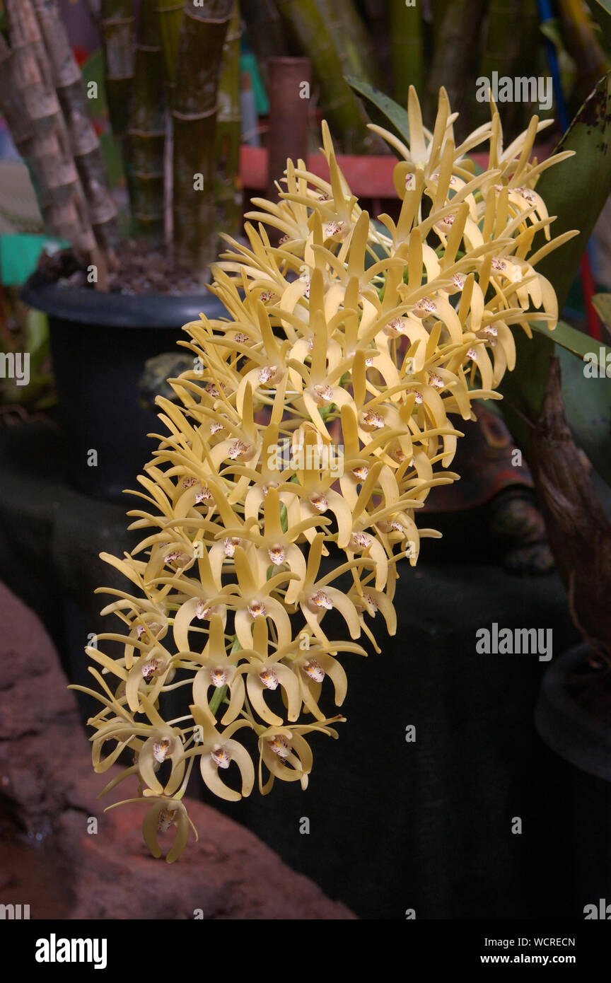 Australian native orchid - Dendrobium speciosum Stock Photo - Alamy