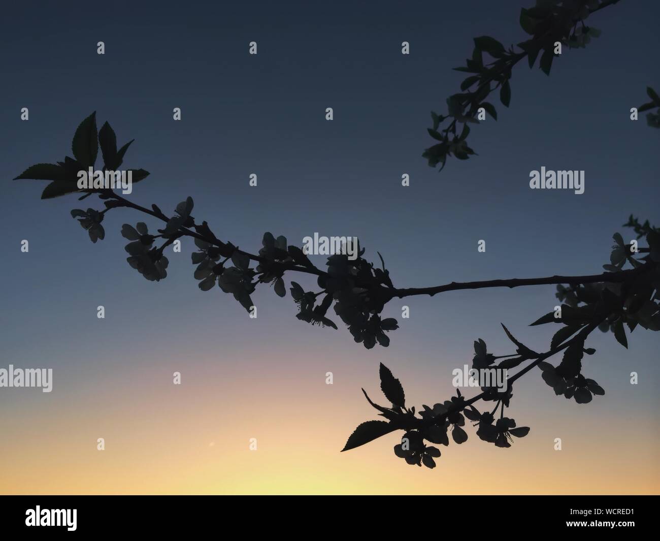 Tree branch sunset hi-res stock photography and images - Alamy
