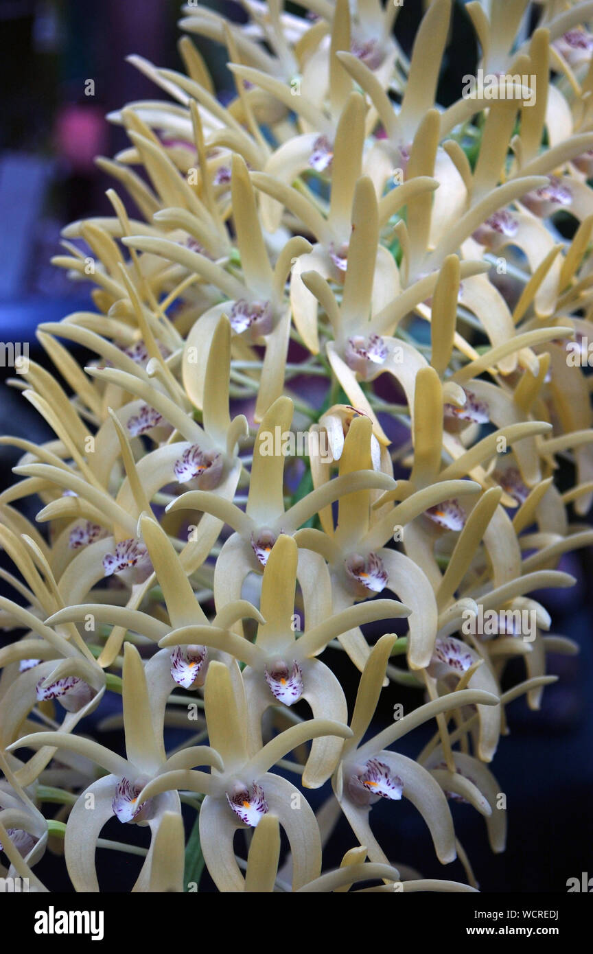 Australian native orchid - Dendrobium speciosum Stock Photo - Alamy