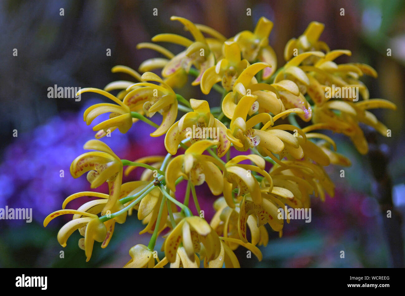 Orchid Dendrobium Speciosum High Resolution Stock Photography and ...