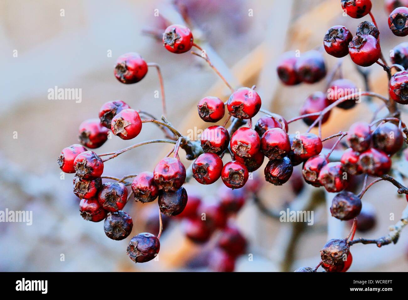 Rotten berry hi-res stock photography and images - Alamy