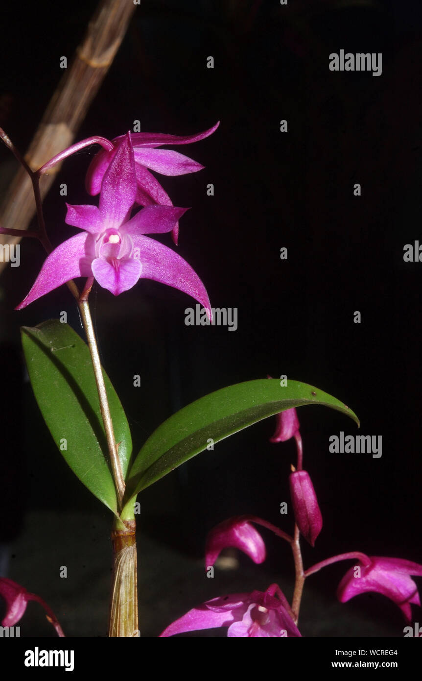 Australian native orchids hi-res stock photography and images - Alamy