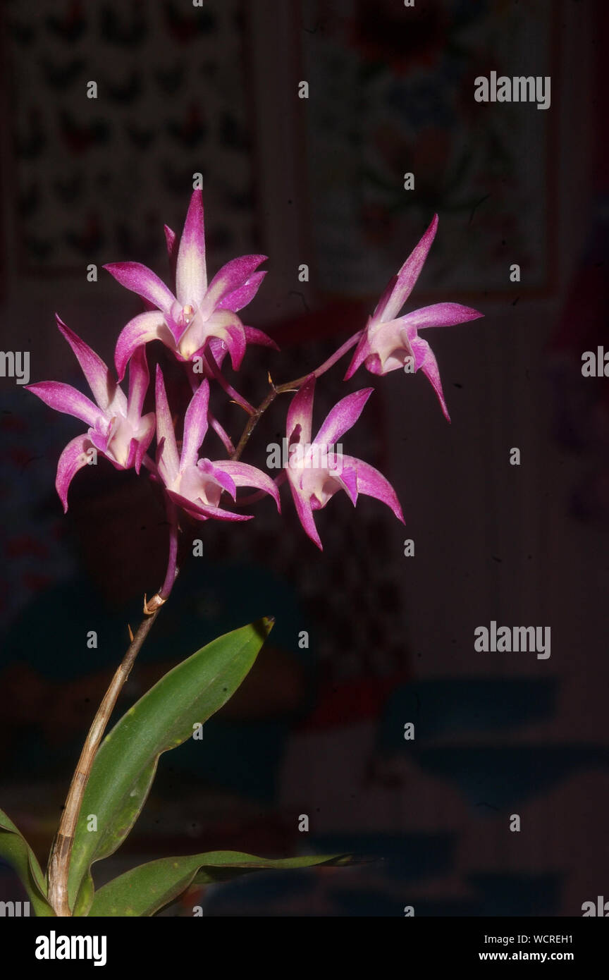 Australian native orchid - Dendrobium kingianum Stock Photo - Alamy