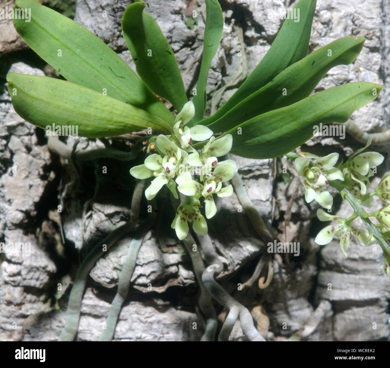 Australian native orchid Sarcochilus weinthalii Stock Photo - Alamy
