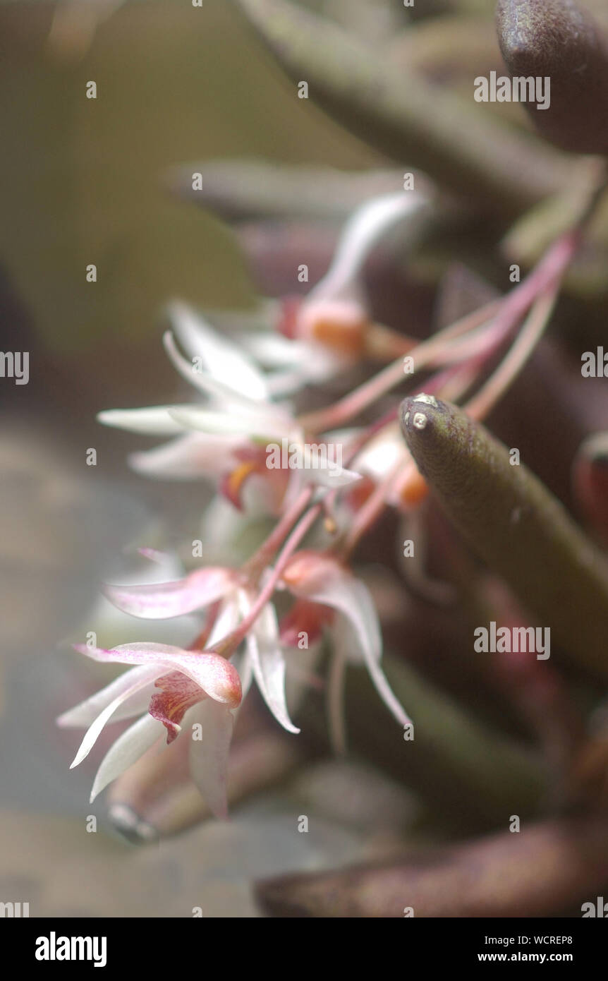Australian orchid - Dockrillia numbat Stock Photo - Alamy