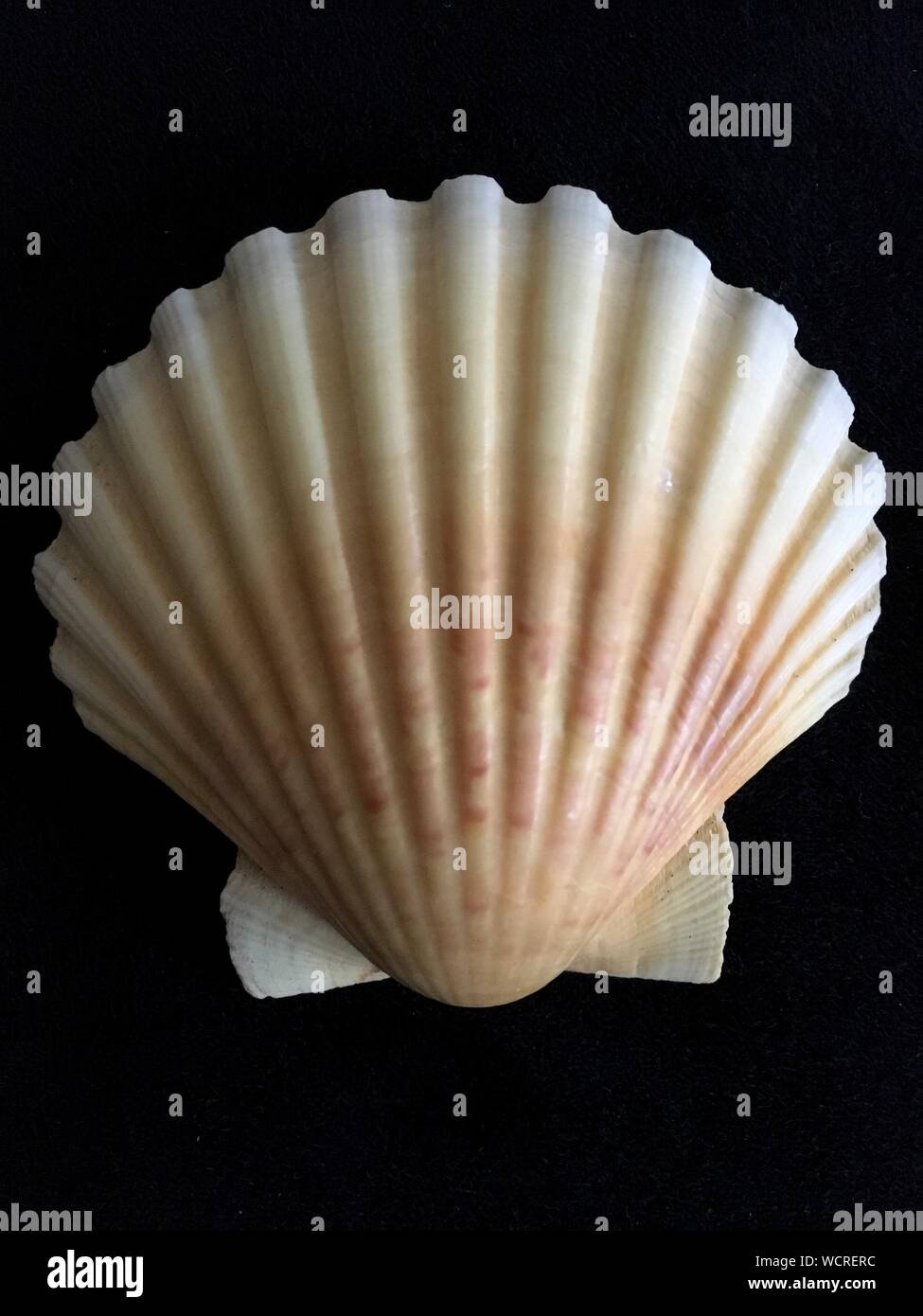 White shell black background hi-res stock photography and images - Alamy