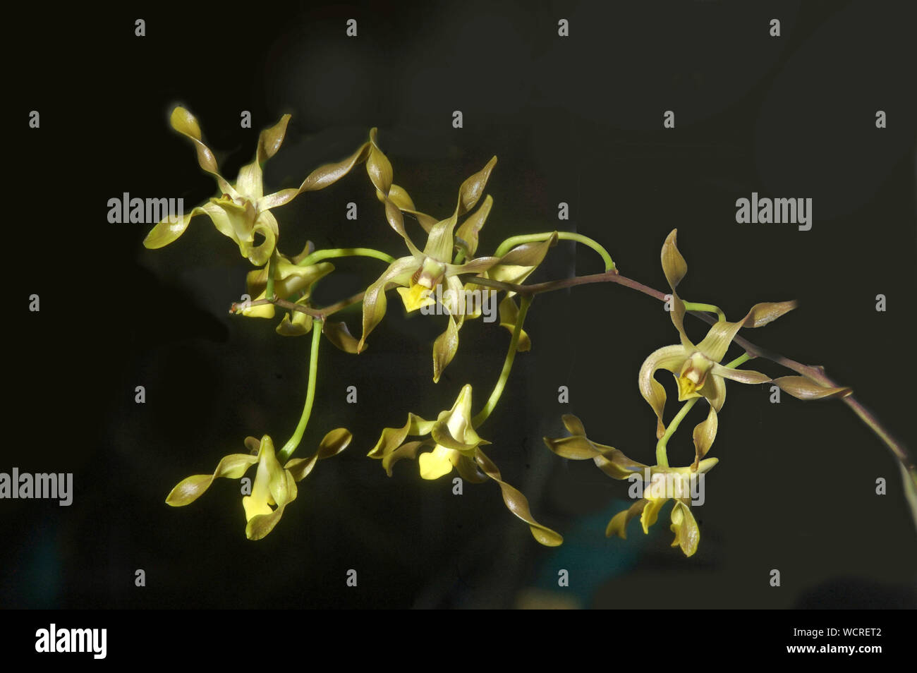 Australian native orchid - Dendrobium trimelalatum Stock Photo - Alamy