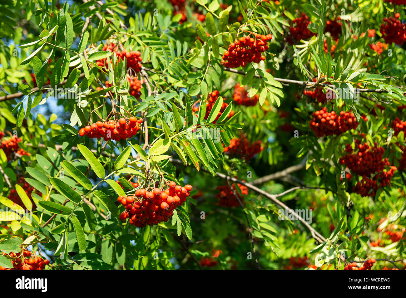 Rowan_berries hi-res stock photography and images - Alamy
