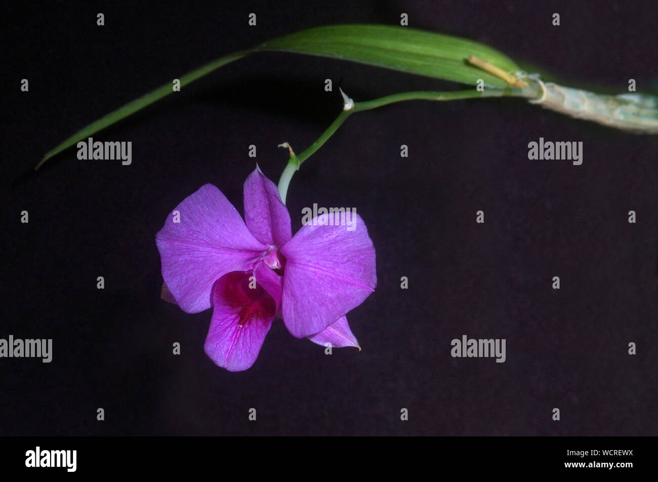 Australian native orchid - Dendrobium bigileleum Stock Photo - Alamy