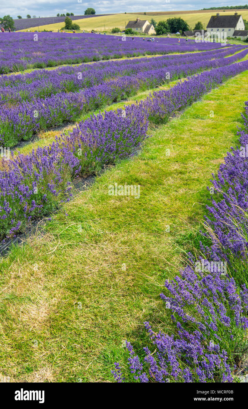 Lavender fields at Snowshill in the Cotswolds, Worcestershire, England ...