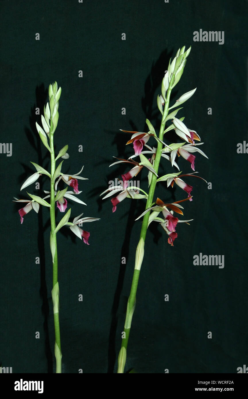 Australian native orchid - Phaius australis Stock Photo - Alamy