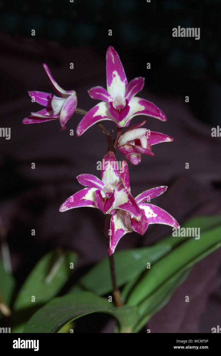 Uncommon australian flower hi-res stock photography and images - Alamy