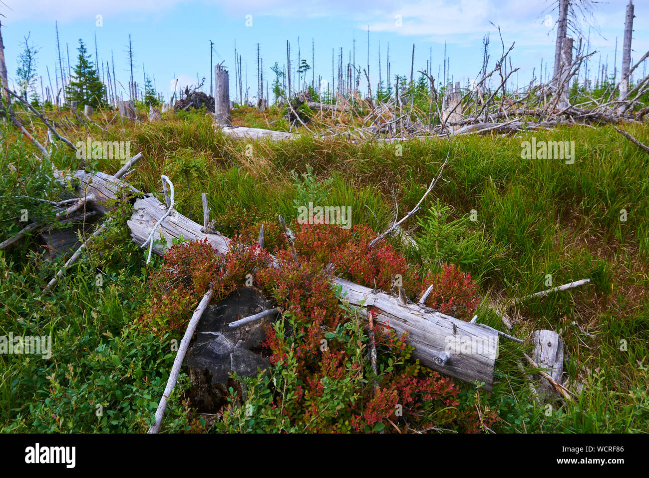 Natural forest regeneration without human intervention in national park ...