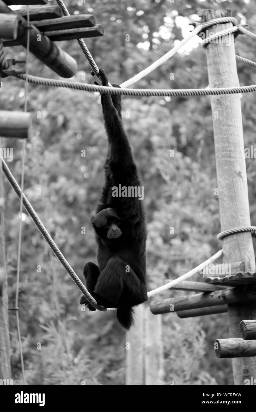Monkey at zoo Black and White Stock Photos & Images - Alamy