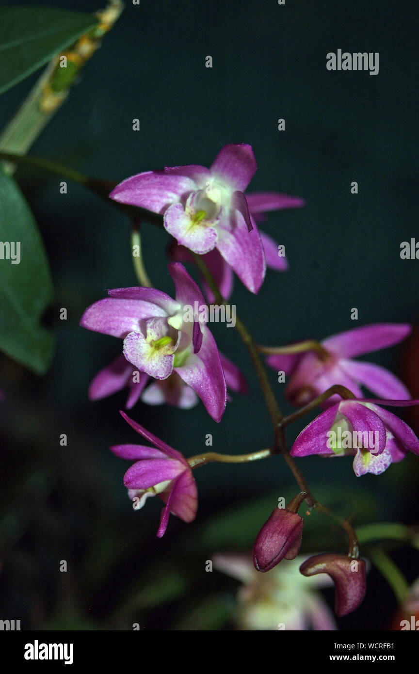 Dendrobium kingianum x dendrobium yonoi hi-res stock photography and ...