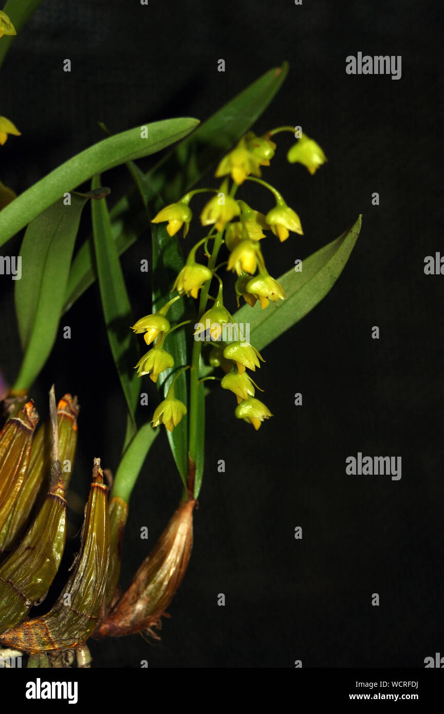 Australian native orchid - Dendrobium monophyllum Stock Photo - Alamy