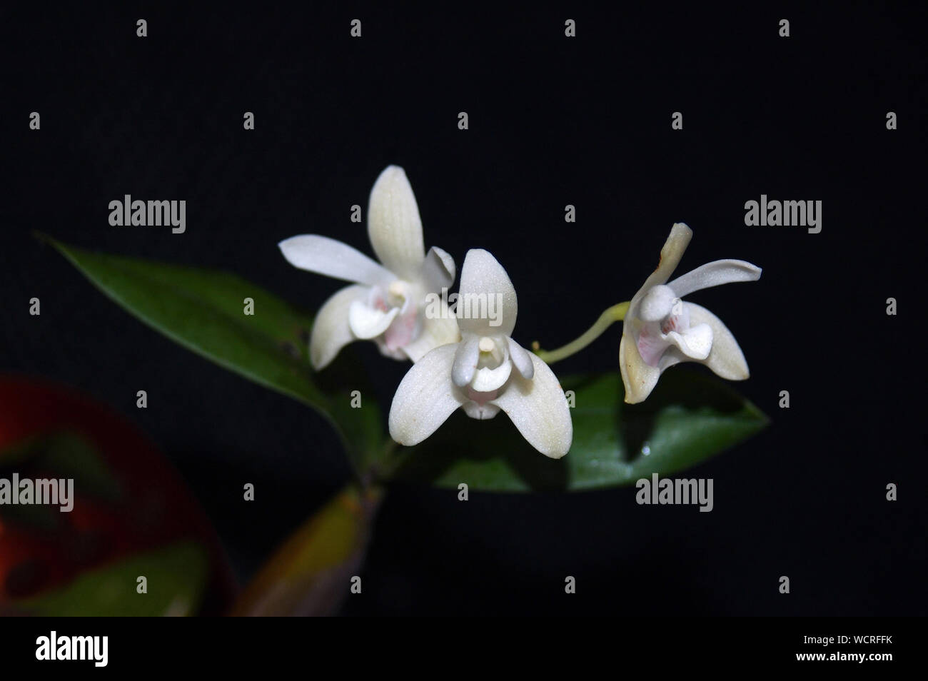 Australian native orchid - Dendrobium adea Stock Photo - Alamy