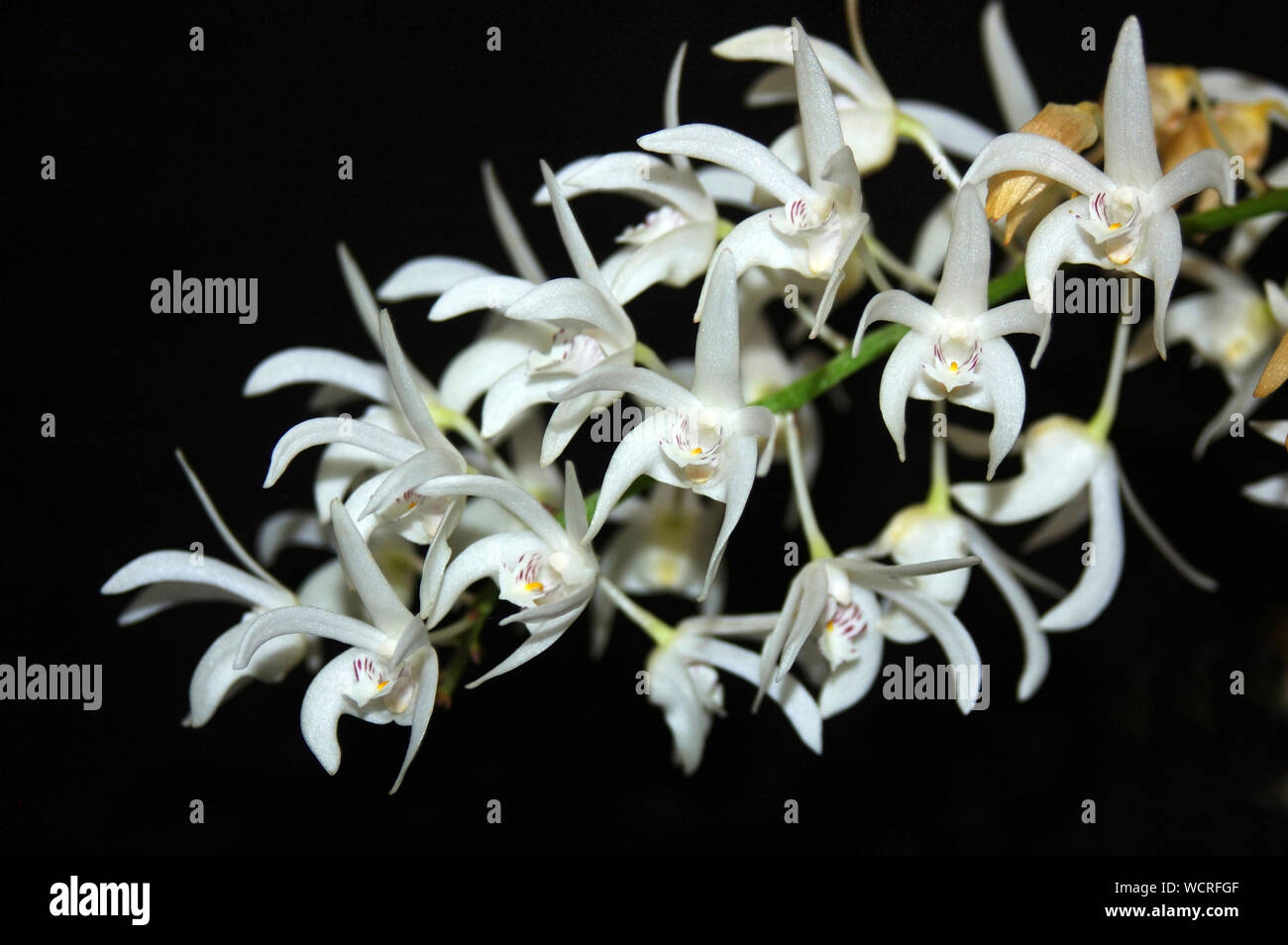 Australian native orchid - Dendrobium jonesii Stock Photo - Alamy
