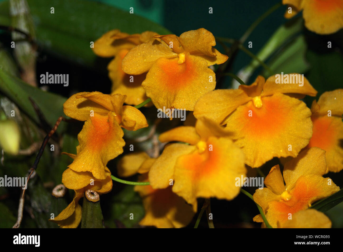 Yellow orange dendrobium orchids blossom hi-res stock photography and ...