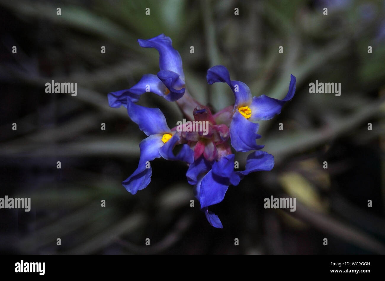 Bromeliad tropical flower hi-res stock photography and images - Alamy