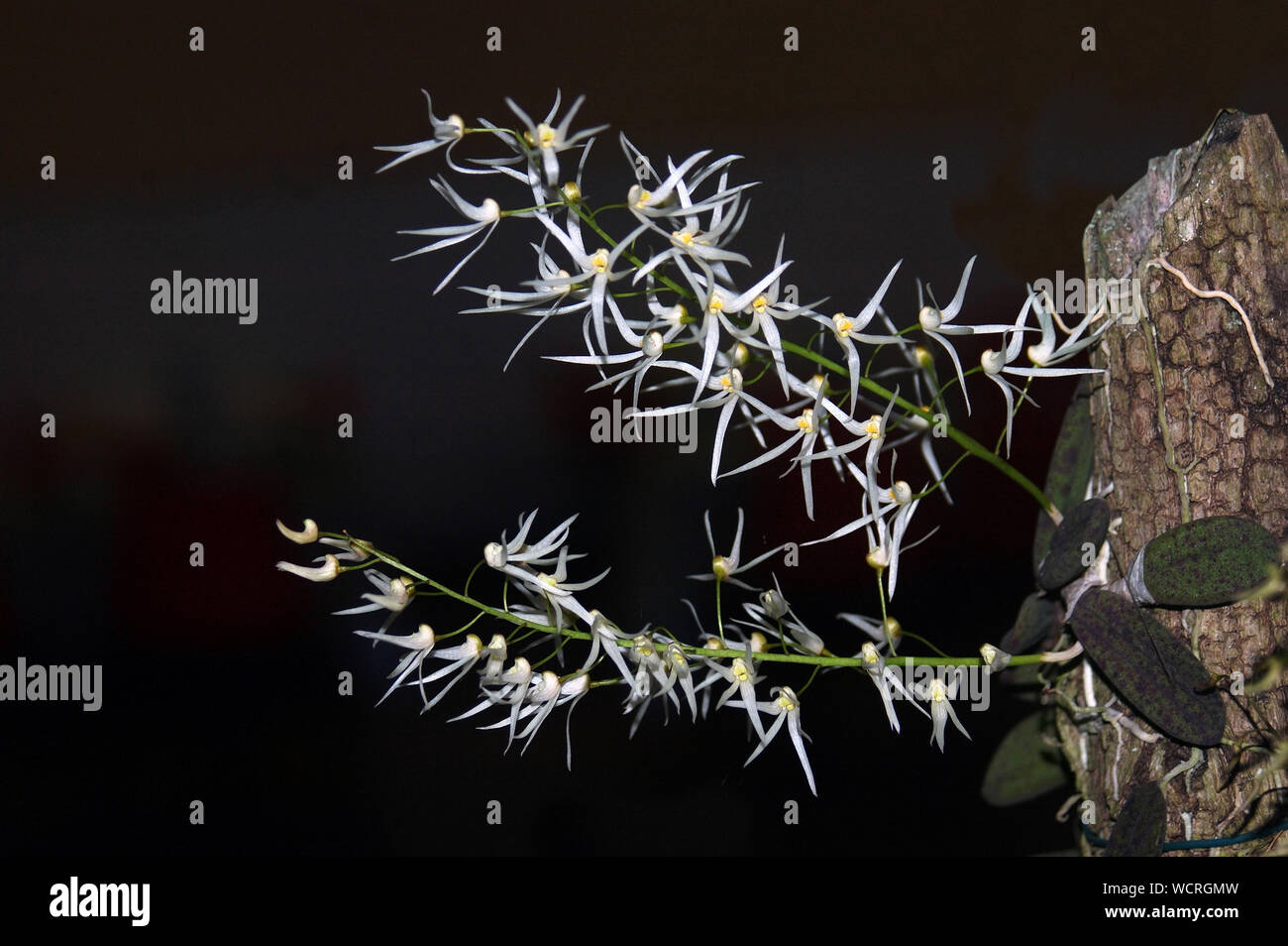 Australian native orchid - Dendrobium linguiforme Stock Photo - Alamy