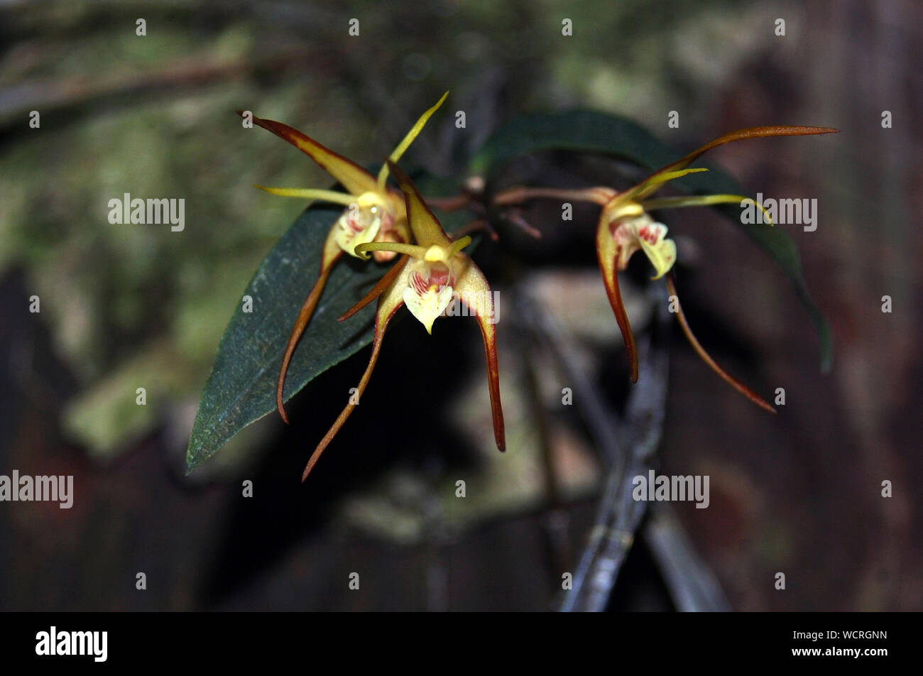 Australian native orchid - Dendrobium tetragonum Stock Photo - Alamy