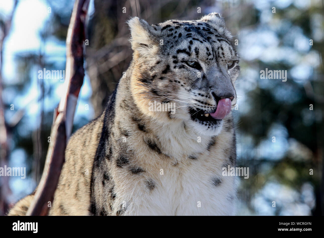 Snow Leopard (Panthera uncia) male with tongue, captive Stock Photo - Alamy