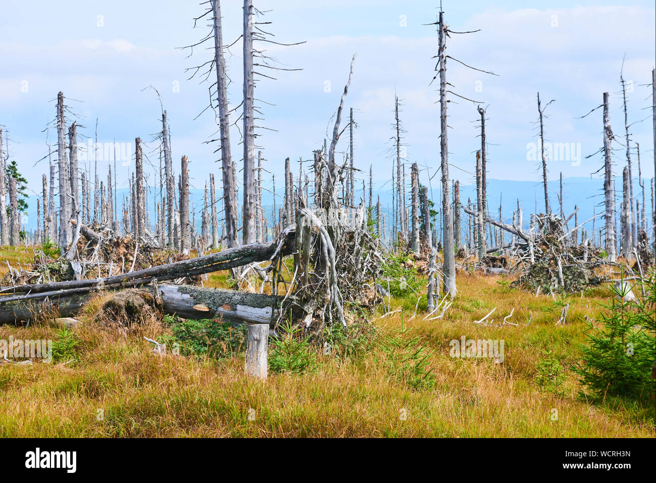 Natural forest regeneration without human intervention in national park ...
