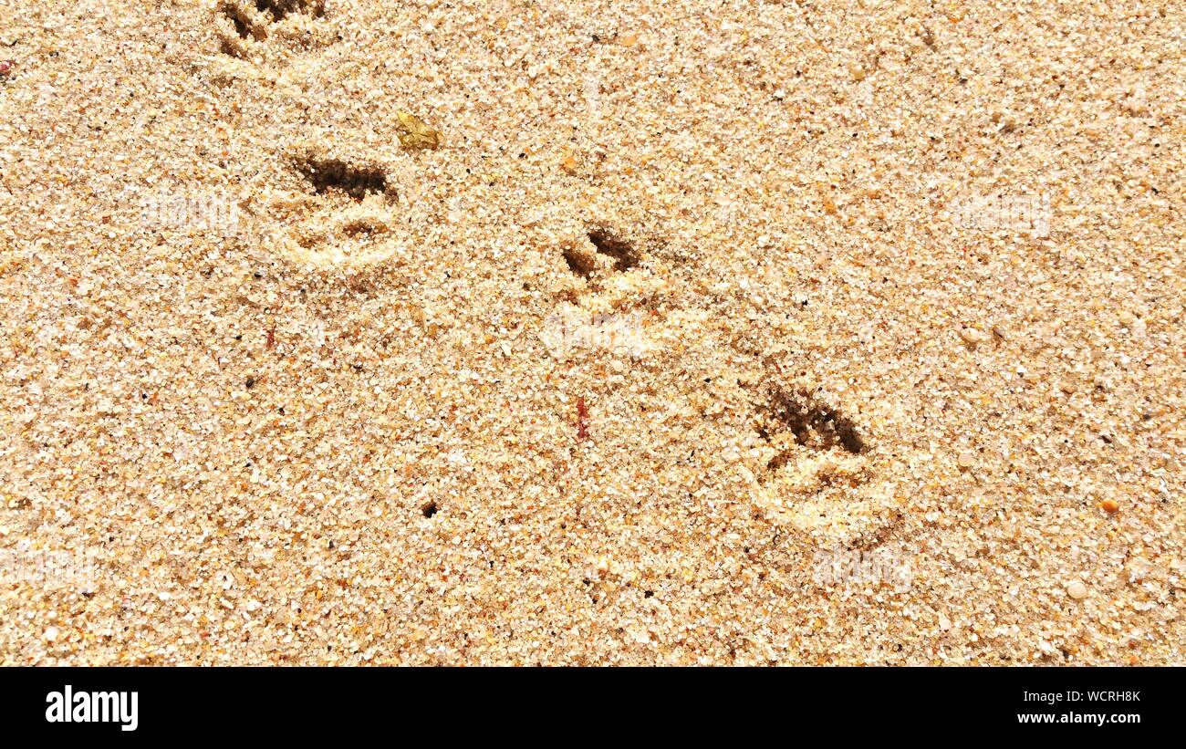 Beach paw prints hi-res stock photography and images - Alamy