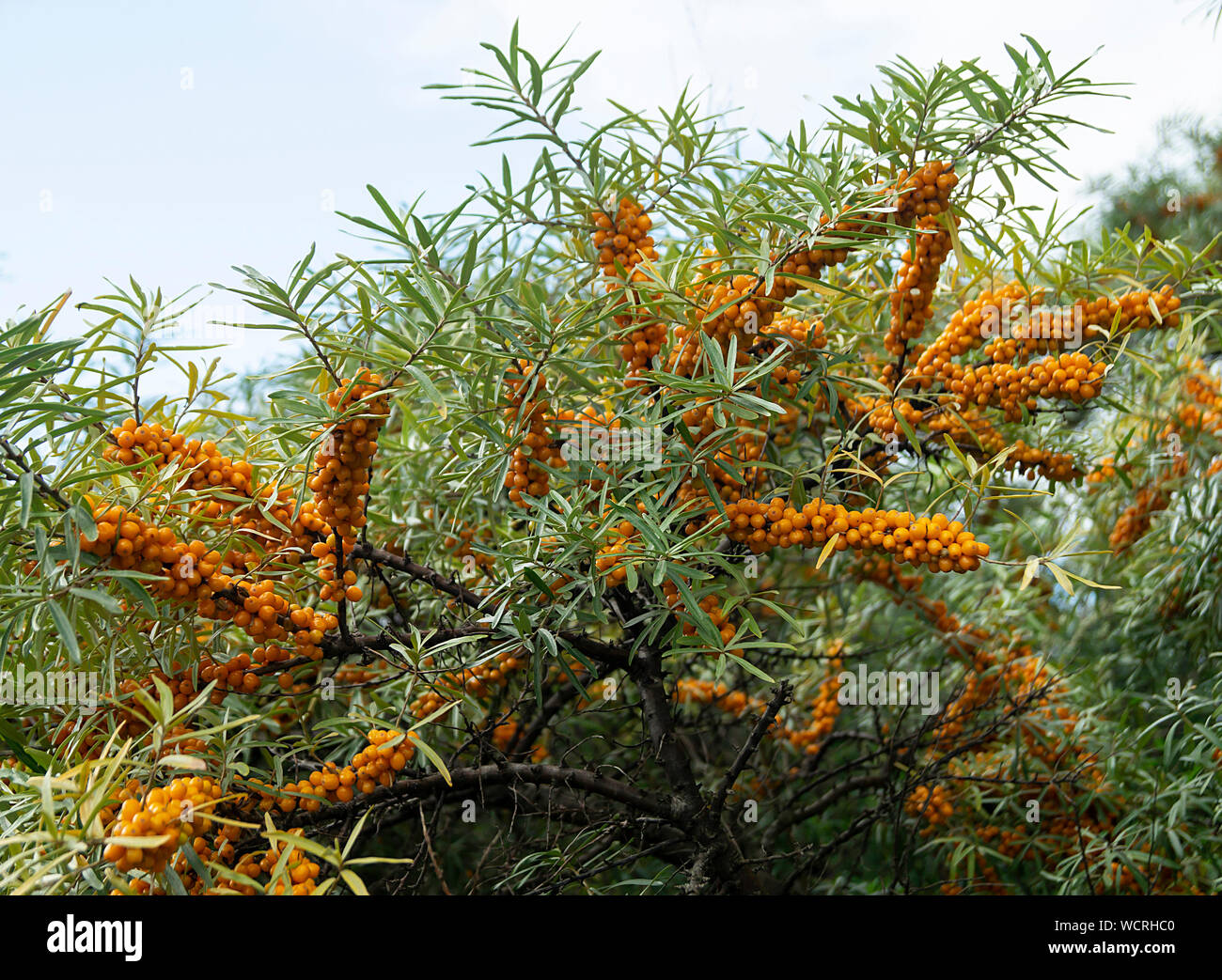 Hippophae rhamnoides garden hi-res stock photography and images - Alamy