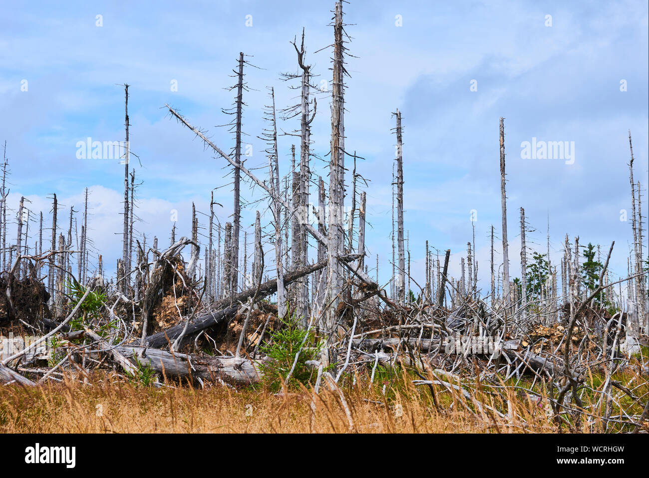 Natural forest regeneration without human intervention in national park ...