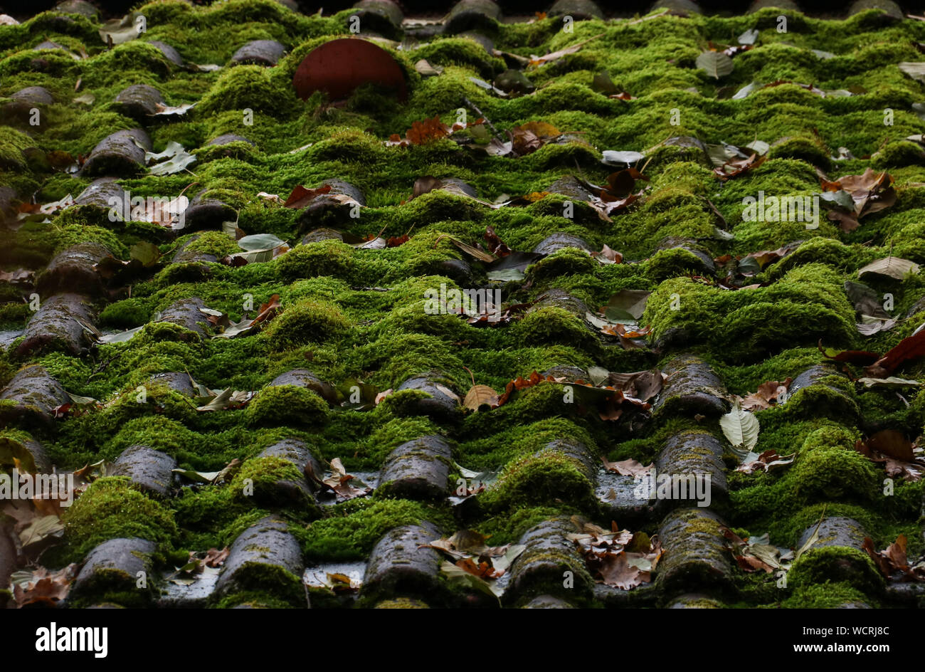 Moss covered frame hi-res stock photography and images - Alamy