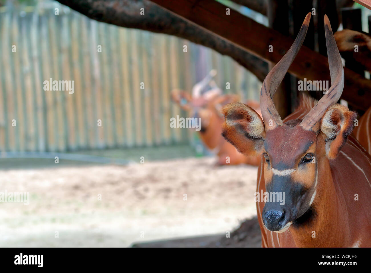 Antelopes zoo hi-res stock photography and images - Alamy