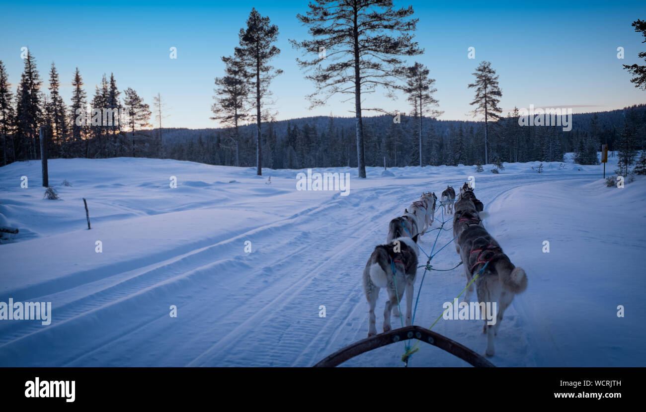 Huskies pulling snow hi-res stock photography and images - Alamy