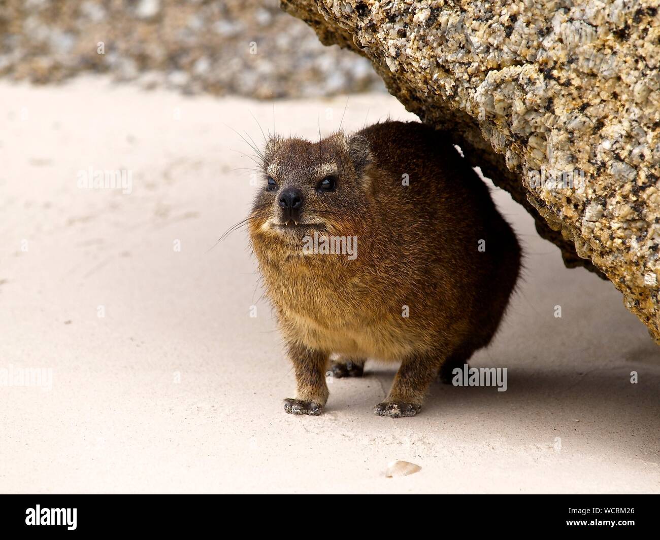 Rock hyraxes hi-res stock photography and images - Alamy