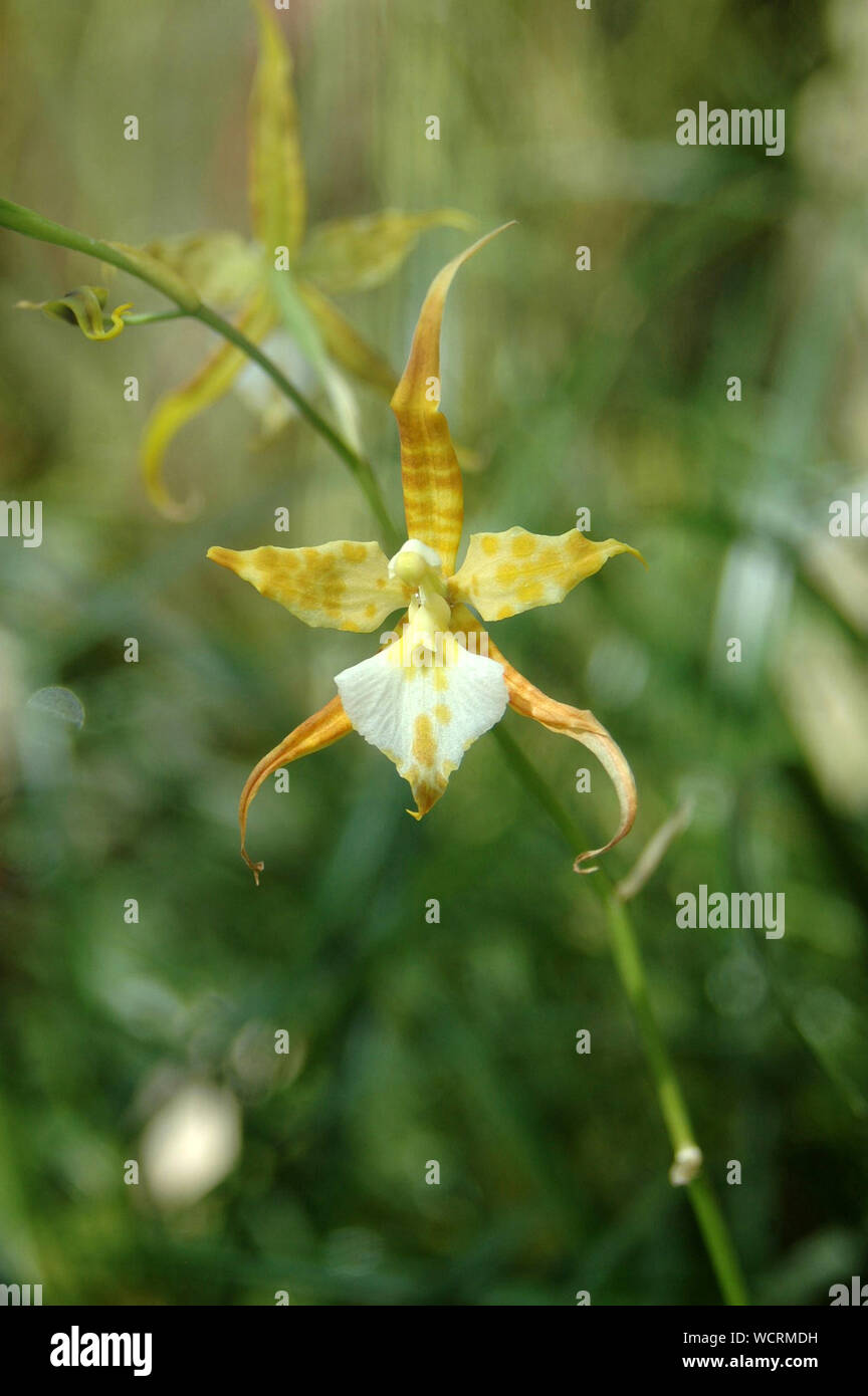 False epidendrum epidendrum pseudepidendrum hi-res stock photography ...