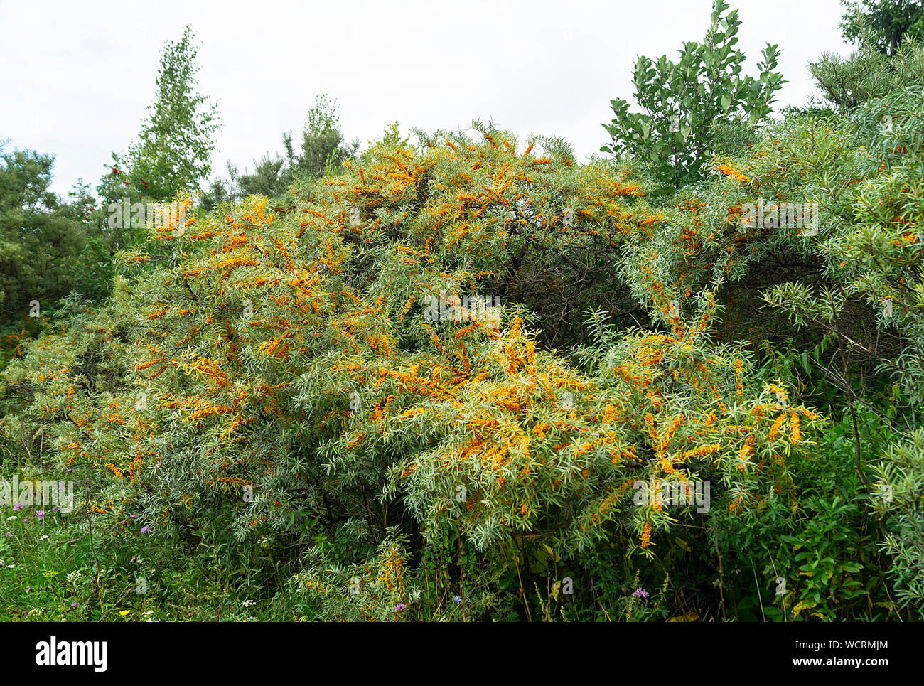 Hippophae rhamnoides garden hi-res stock photography and images - Alamy