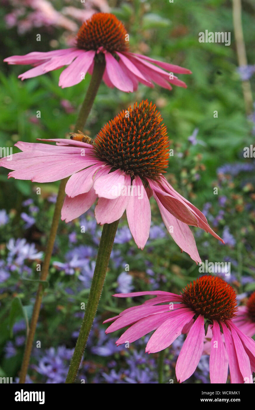 Purpurea hi-res stock photography and images - Alamy