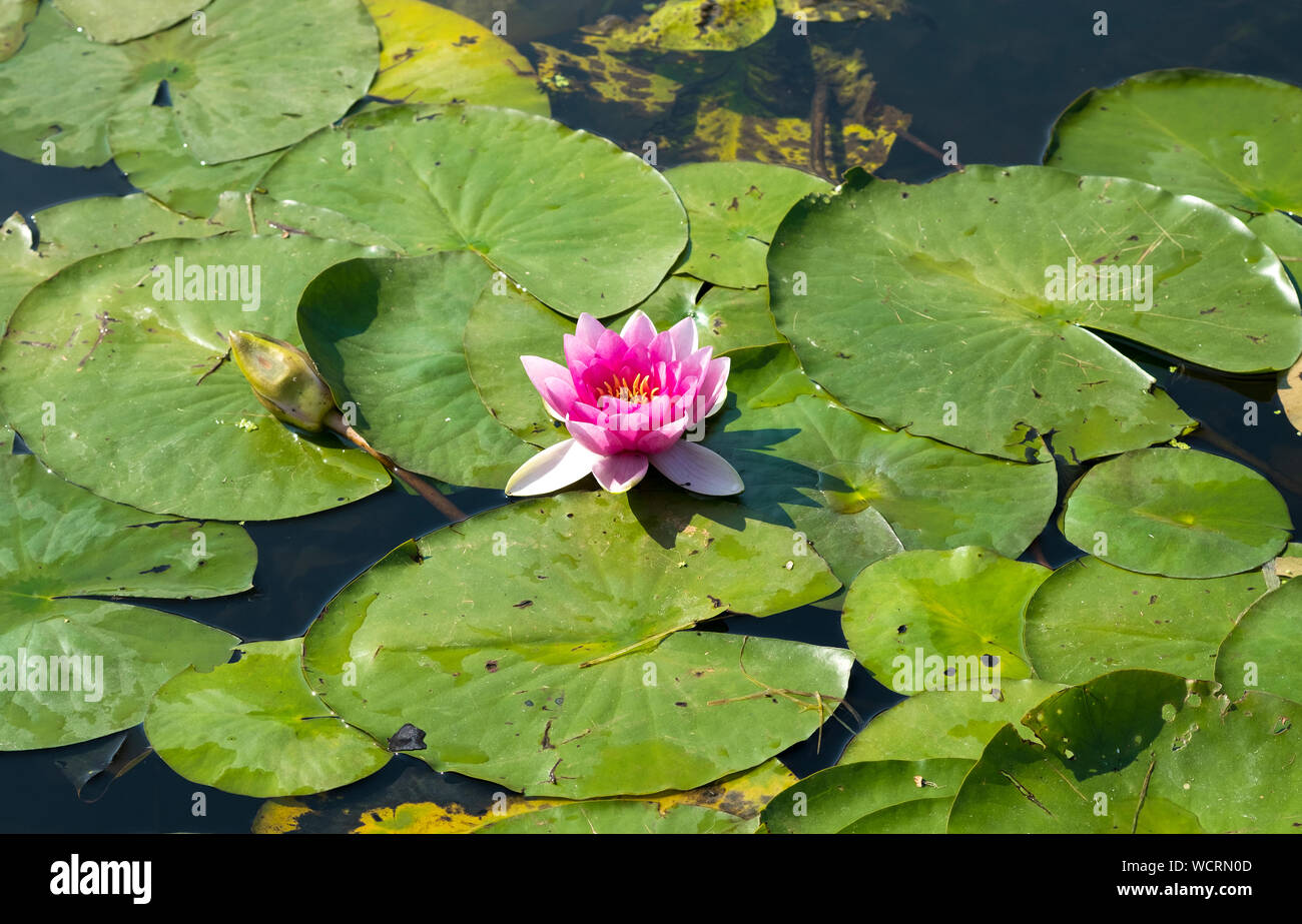 Pink water lily and lily pads Stock Photo - Alamy