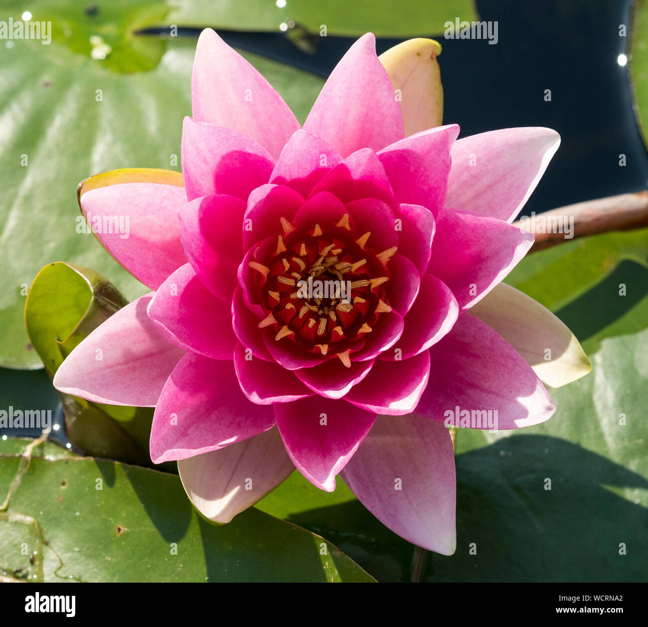 Looking down at lily pads hi-res stock photography and images - Alamy