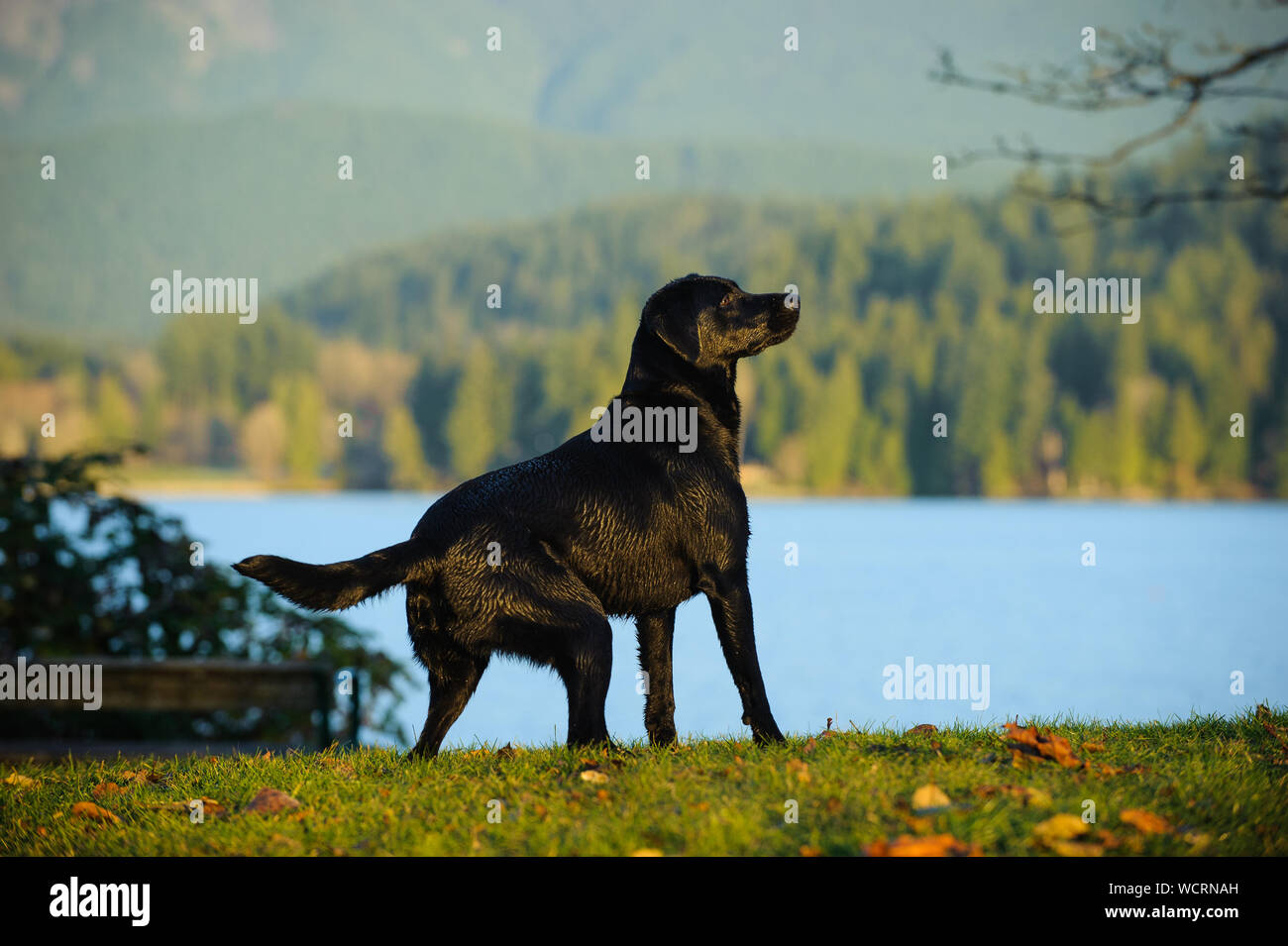 Labrador standing hi-res stock photography and images - Alamy