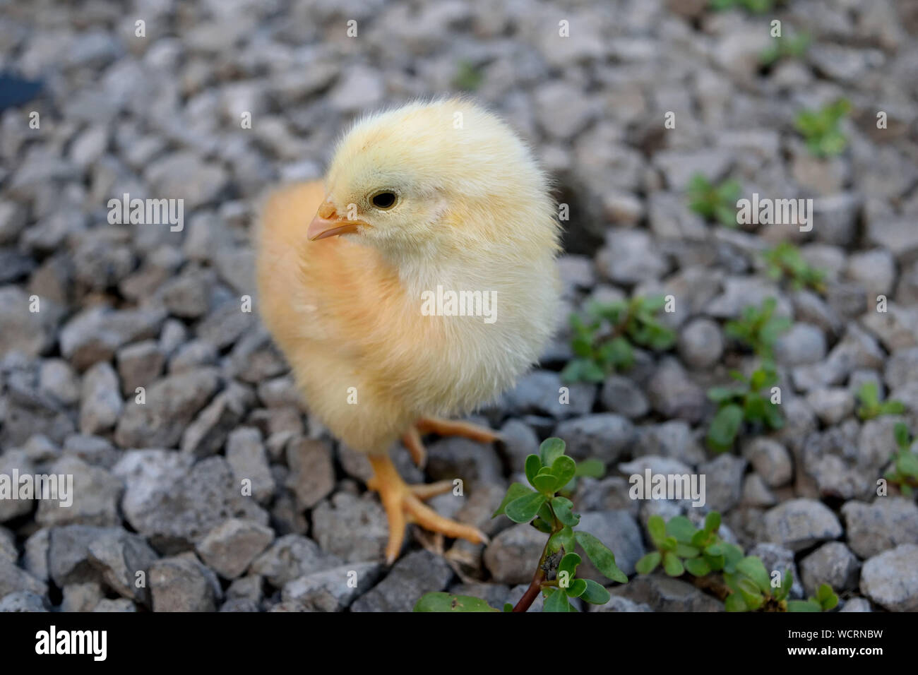 Chicken by stones hi-res stock photography and images - Alamy