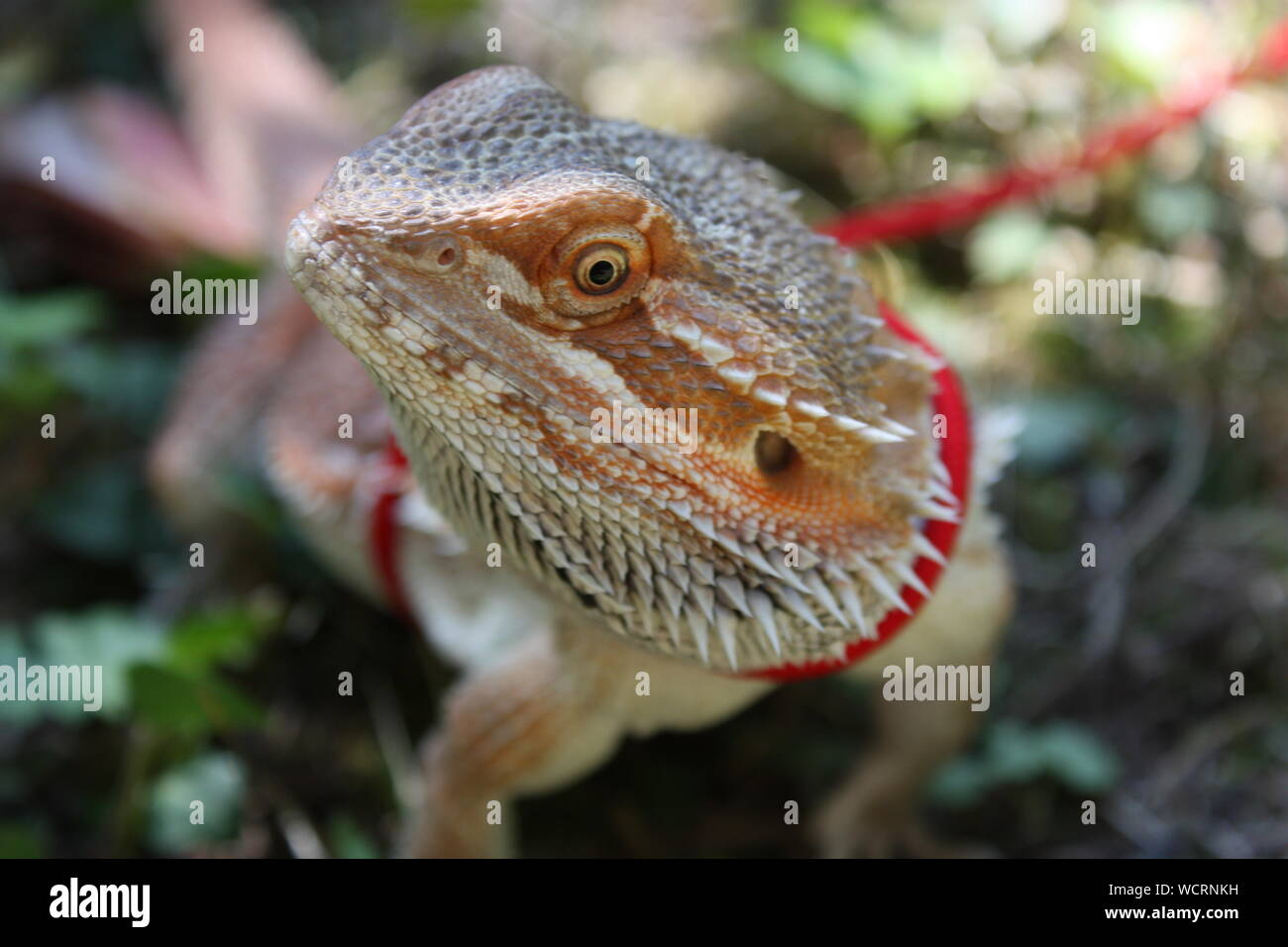 Red bearded dragon hi-res stock photography and images - Alamy