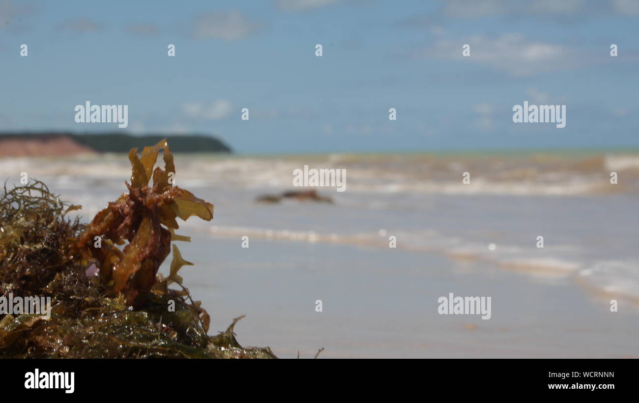 Seaweed and algae on the shore hi-res stock photography and images - Alamy