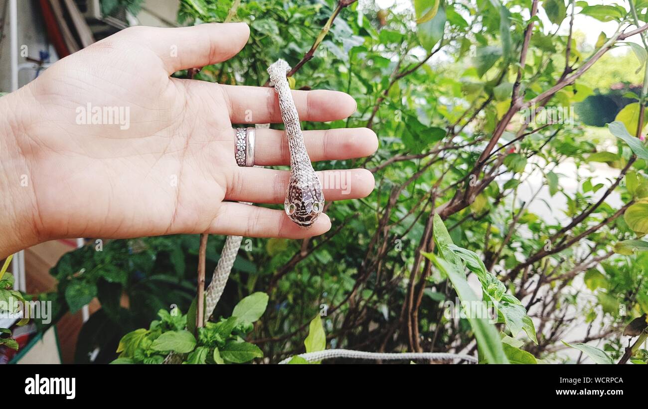 Snake Scale Close Up High Resolution Stock Photography and Images - Alamy