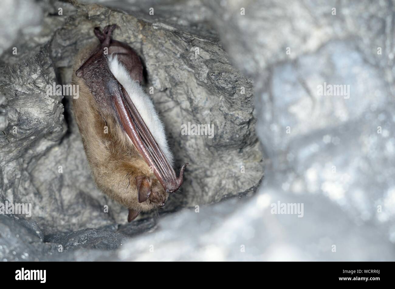 Mouse eared hi-res stock photography and images - Alamy