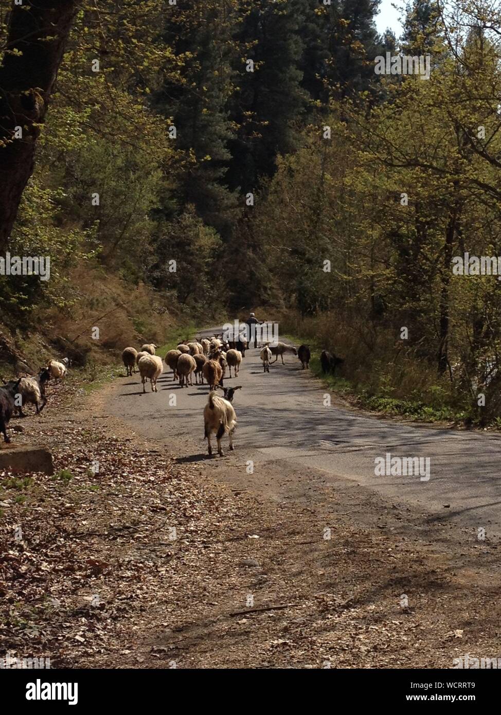 Sheep Following Shepherd High Resolution Stock Photography and Images ...