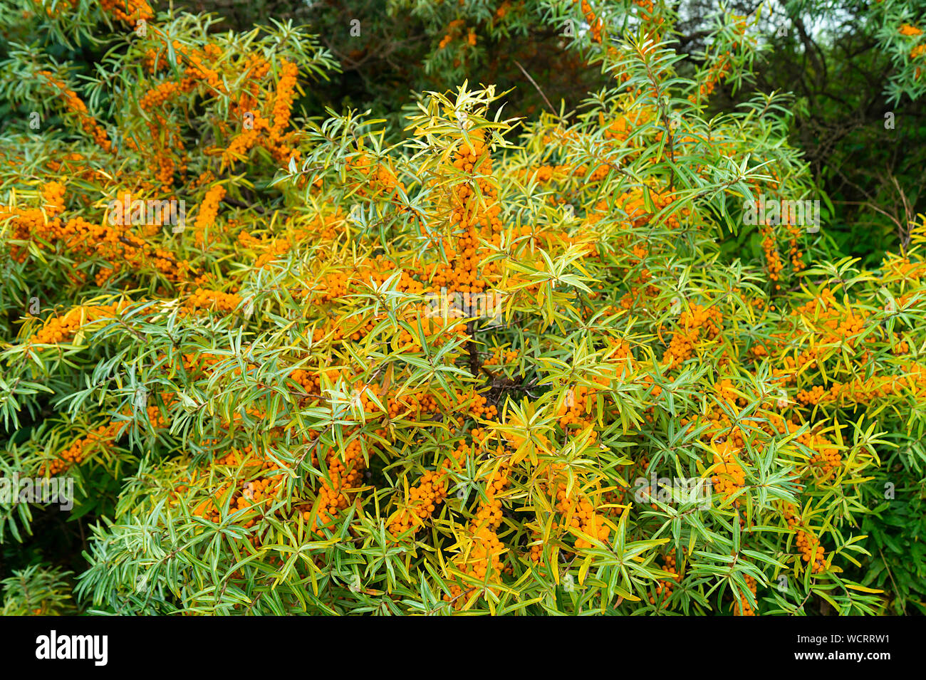 Hippophae rhamnoides garden hi-res stock photography and images - Alamy